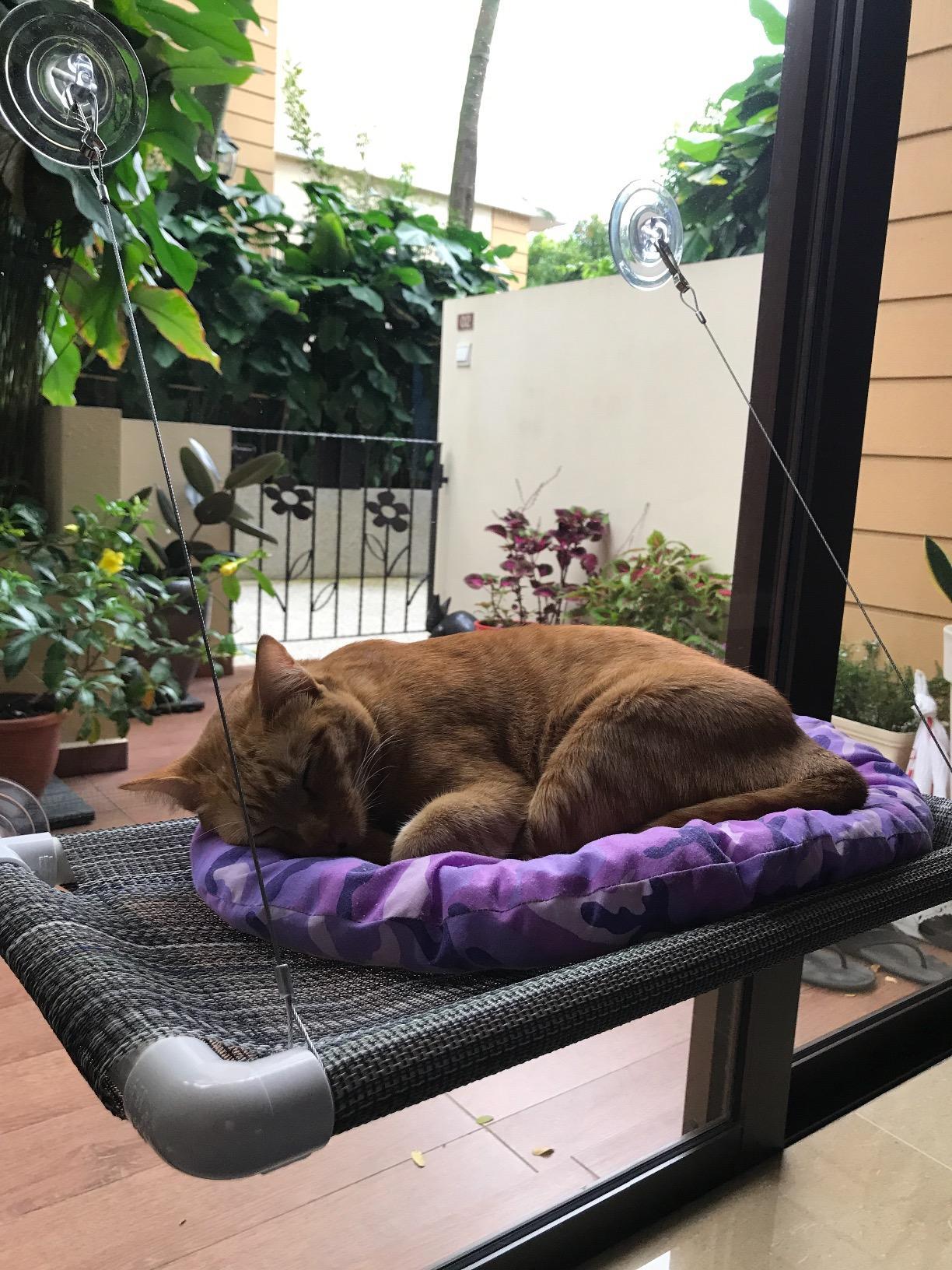 Pictures – Kitty Cot Original™