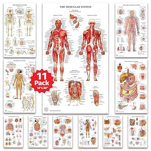 11 Human Anatomy Posters - Medical Posters, Skeletal, Male Female ...