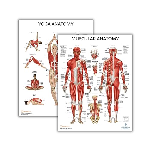 Anatomy Lab 2 PACK Muscular, Yoga Anatomy Poster Set, Laminated, 17.3 x ...