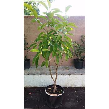 Amazon.com : Fresh Joy Perfume Tree (Michelia Champaca) Seeds ...