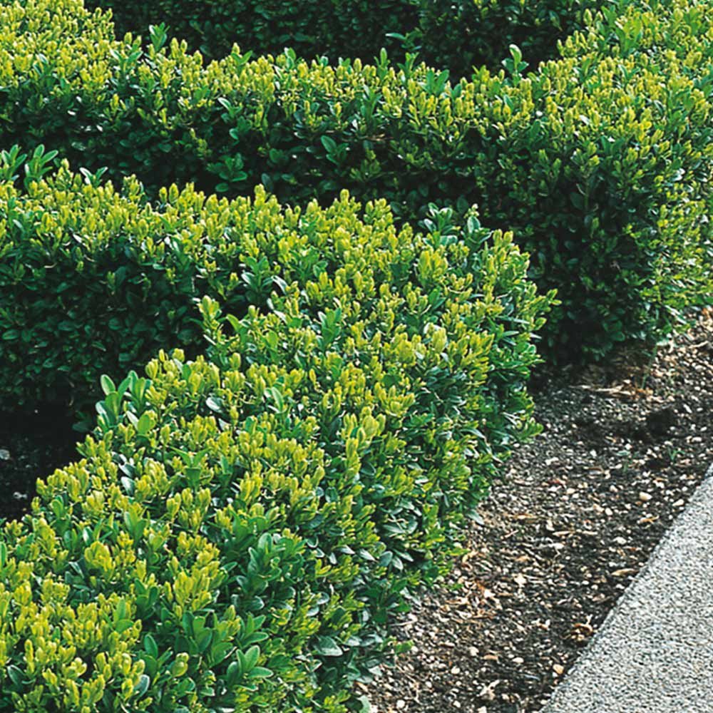Best Plants For Hedges South Africa at Gordon Glazer blog