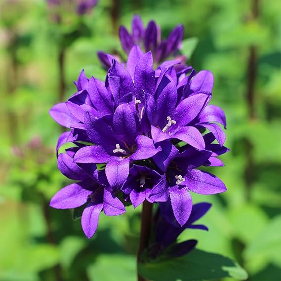 Amazon.com: Outsidepride Bellflower Campanula Glomerata Superba Plant ...