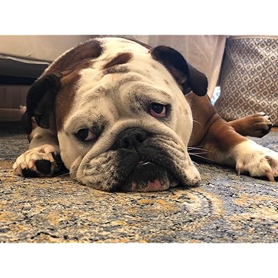 Buy VetBioTek BioHex Chlorhexidine and MicroSilver Cleansing Wipes for ...