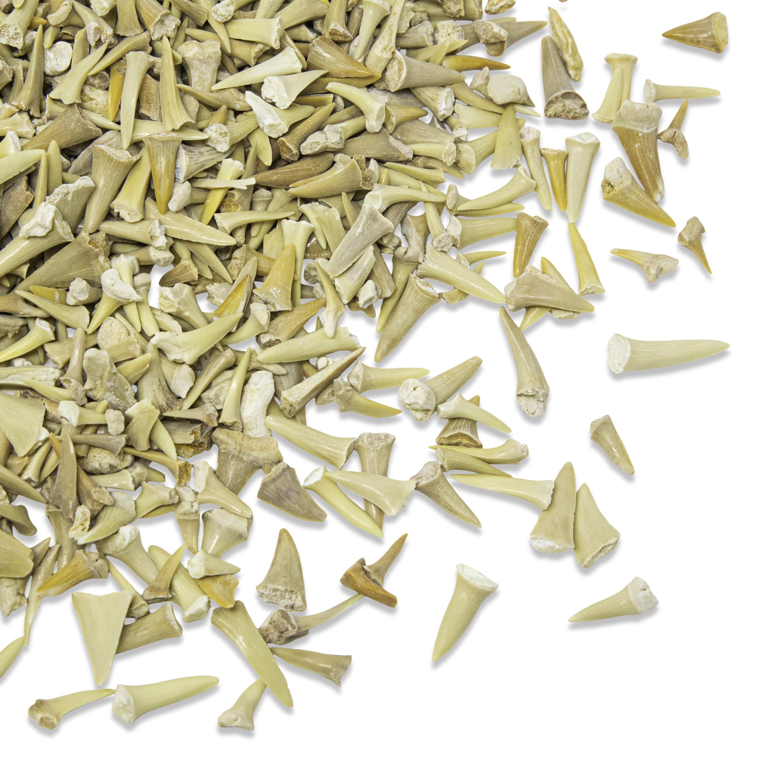 Mua 1/2 LB Shark Teeth Bulk Fossils Wholesale - Real Authentic Shark ...