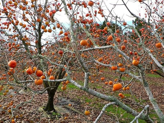 Amazon.com : 2 American Persimmon Trees, Great Fruit!! : Garden & Outdoor