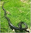 Amazon.com: Epaler Rubber Lifelike Snakes Scary Gag Gift Incredible ...