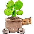 Amazon.com: Greenhouse by Russ 12-Inch Pilea Plant Plush - Ultrasoft ...