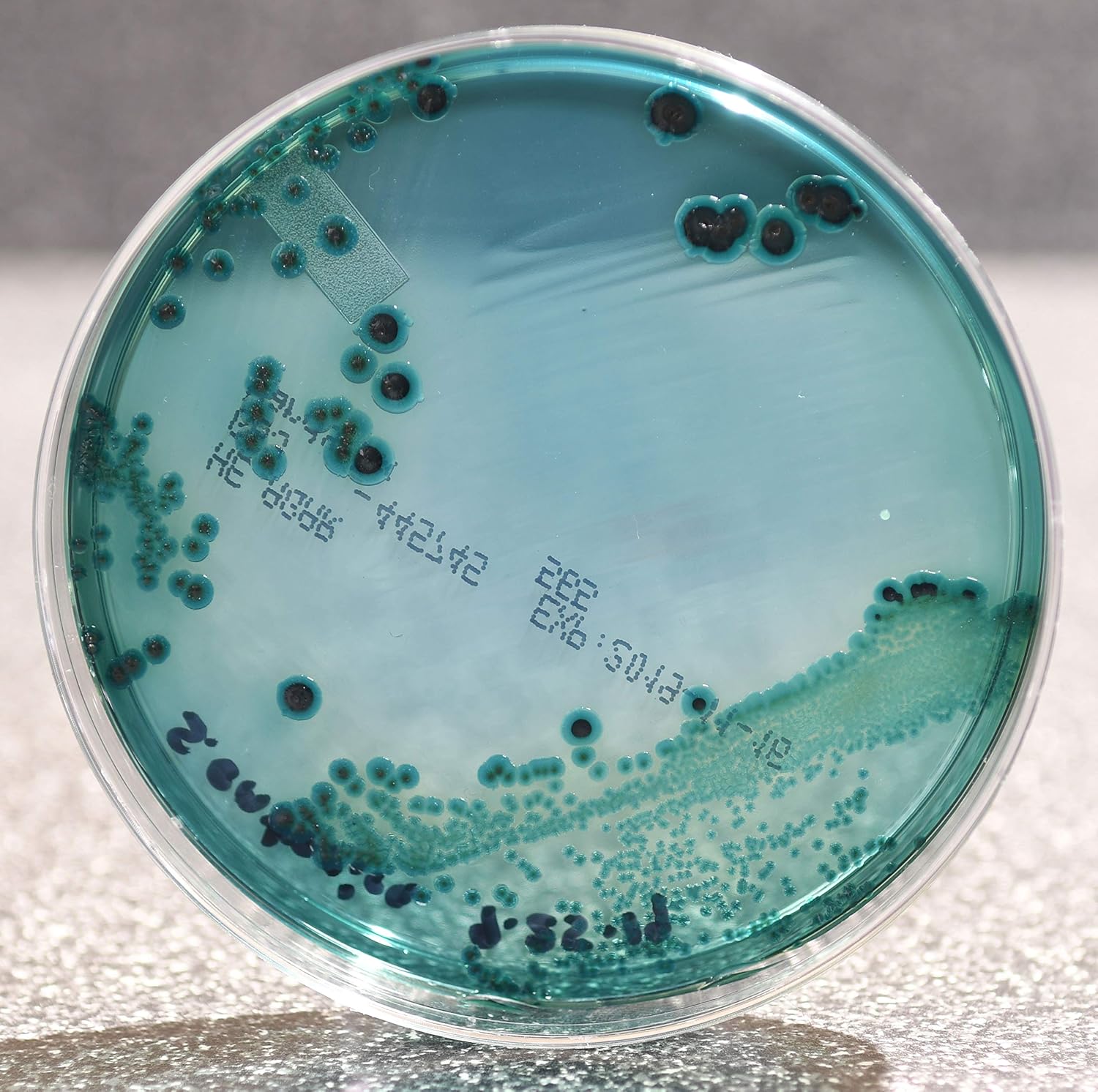 15x100mm Plate 18ml Fill Hektoen Enteric Agar Order by The Package of ...