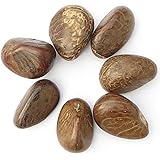 Amazon.com: Large Polished Tagua Nuts, 40-50 mm, Set of Five