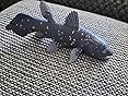 Amazon.com: Safari Ltd Wild Safari Dinosaurs Coelacanth: Toys & Games