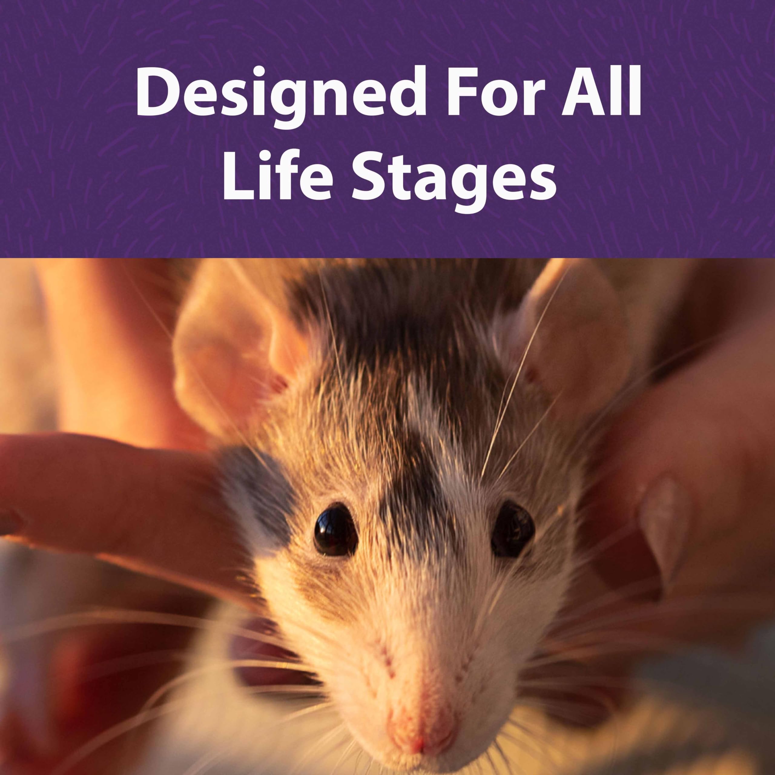 Mua Mazuri | Pet Rat & Mouse Food | Rodent Pellet Blocks| 2 Pound (2 Lb ...