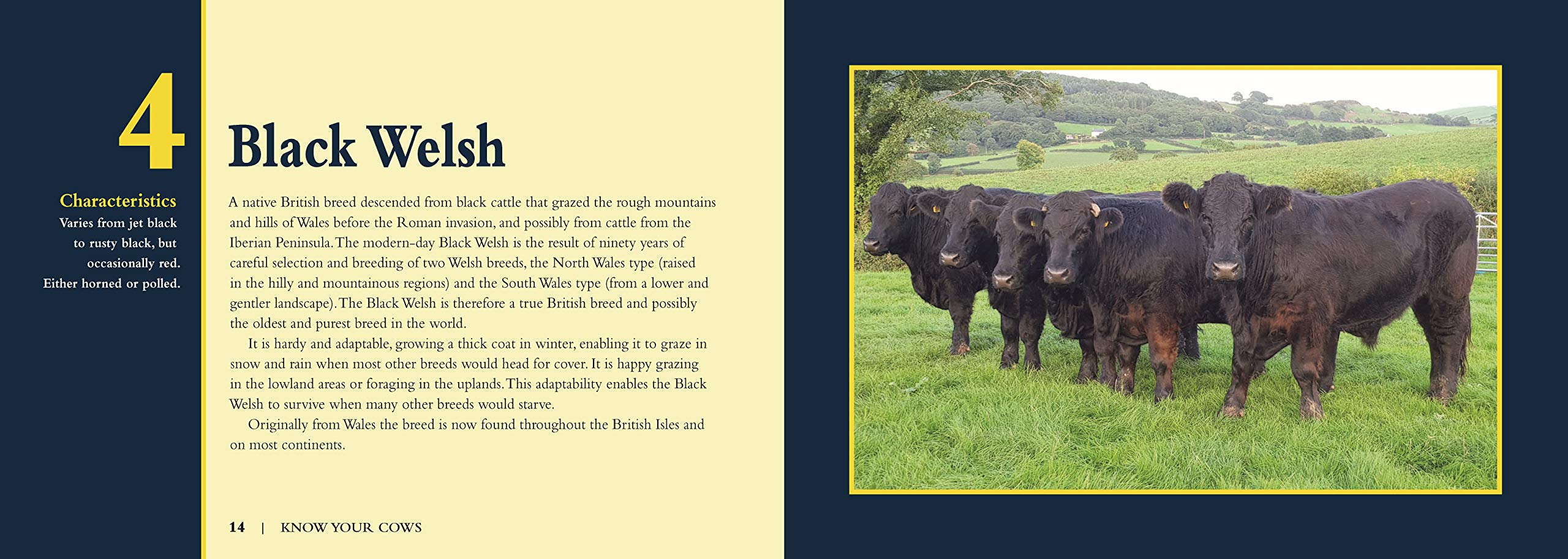 Mua Know Your Cows (Old Pond Books) 44 Breeds from Aberdeen Angus to ...