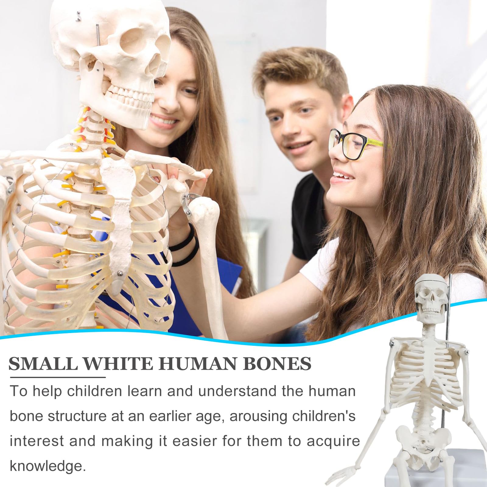 Mua Delamiya Anatomy Model Skeleton, 45 cm Mini Full Body Human ...