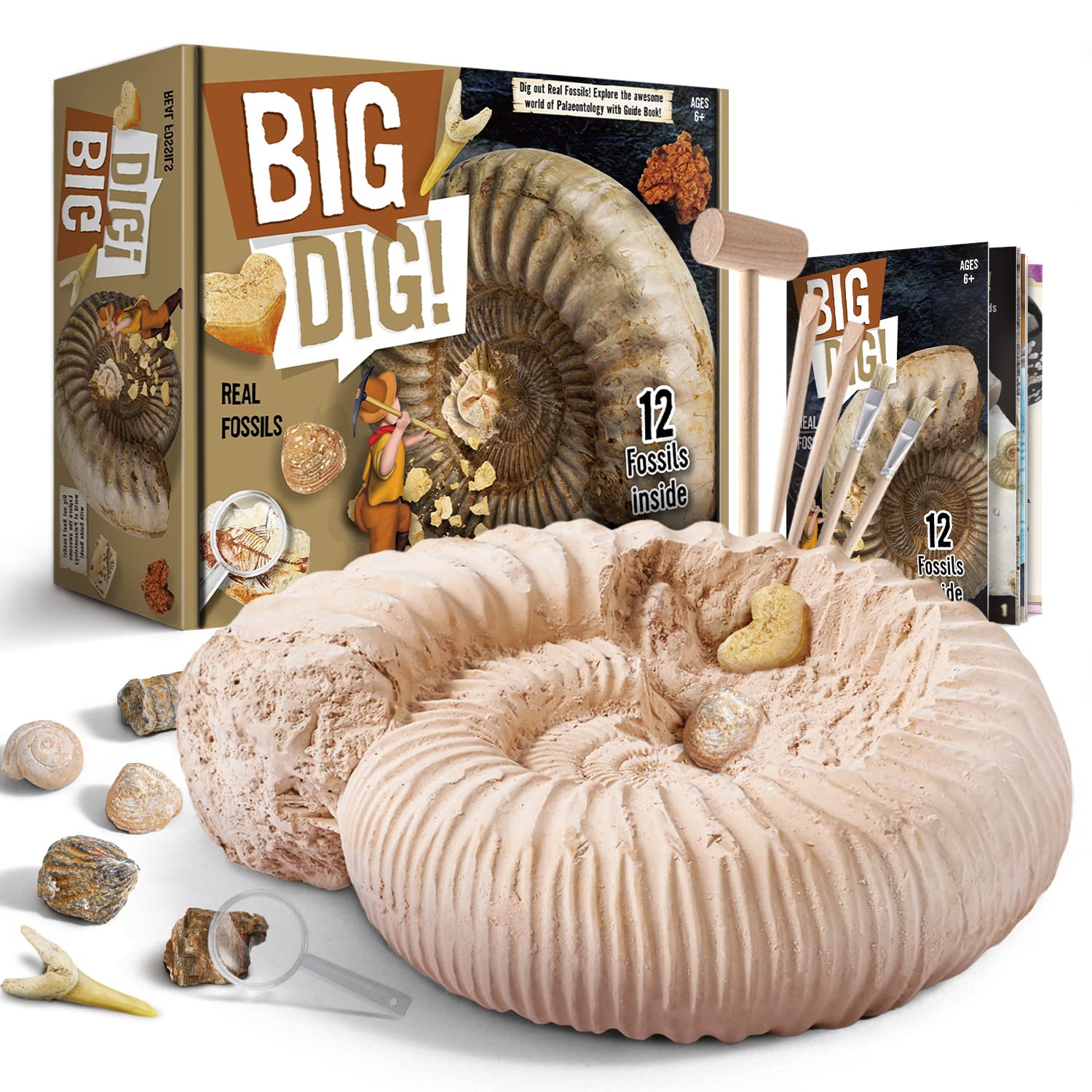 Byncceh Mega Fossil Dig Kit - Excavate 12 Prehistoric Fossils, Shark ...