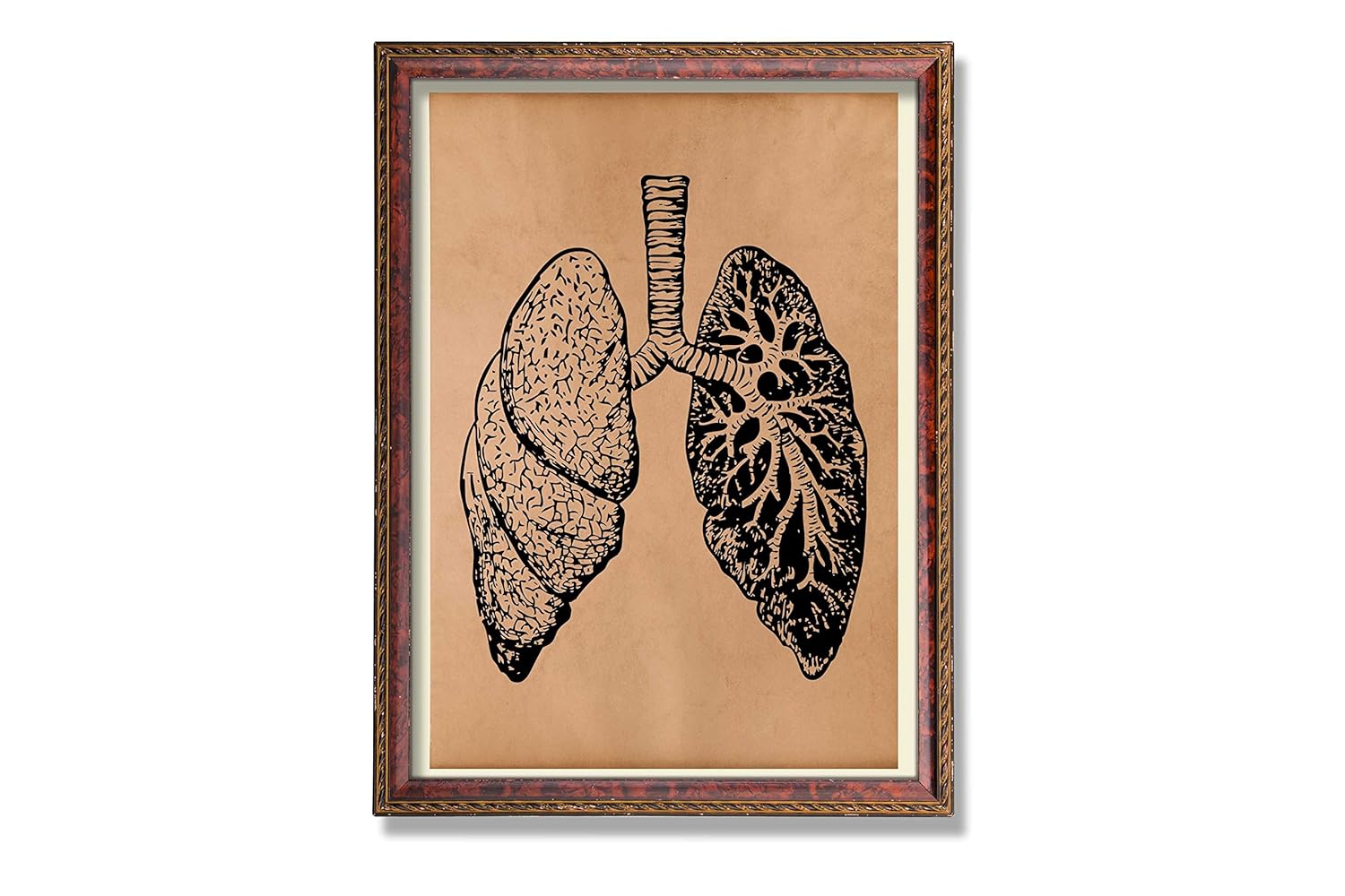 Amazon.com: Lungs print Anatomy illustration Vintage biology decor ...