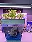 Amazon.com: Back to the Roots Indoor Aquaponic Garden and Fishtank - 3 ...