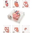 Amazon.com: Anatomic Heart Specimen Coasters (Set of 6) - 3D Brain ...