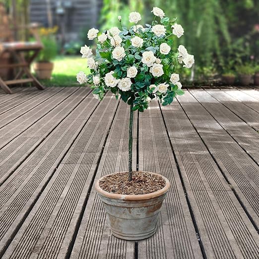 YouGarden Patio Standard Roses Bare Root, White (Pair): Amazon.co.uk ...