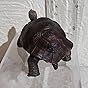 Amazon.com: MOJO Giant Turtle Realistic International Wildlife Toy ...