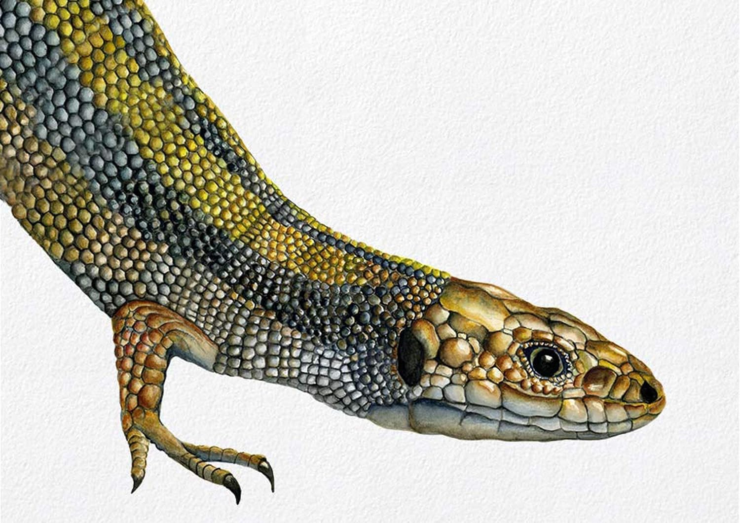 Common Lizard Reptile Watercolour Signed Limited Edition Print from ...