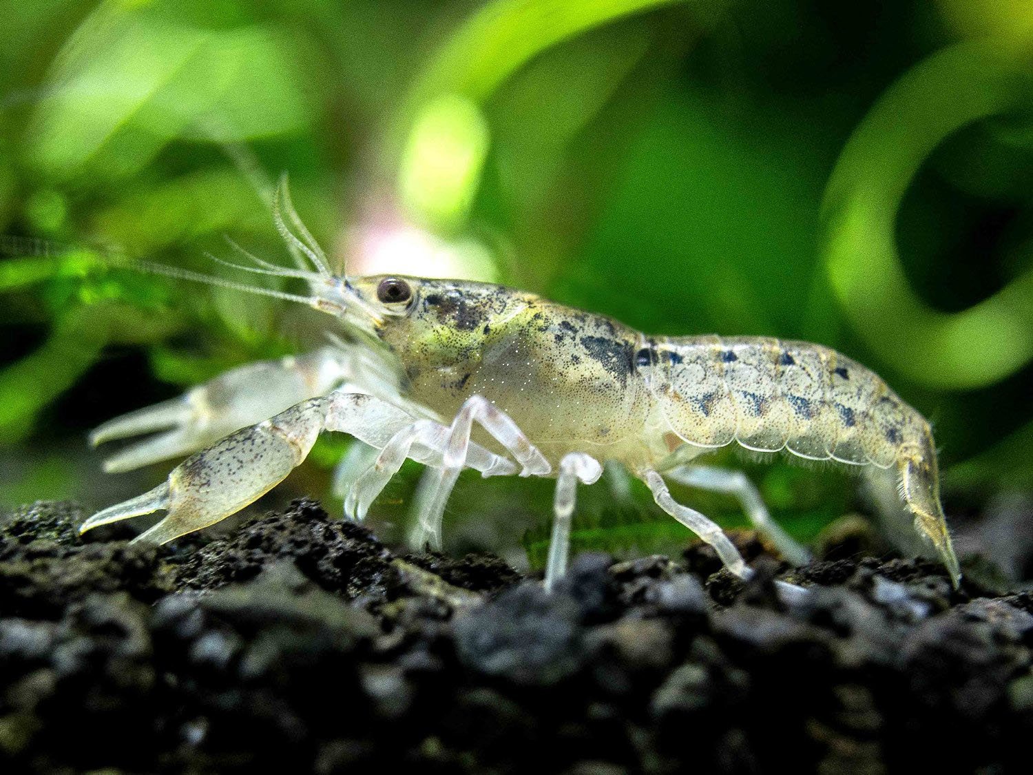 Aquatic Arts - 1 Female Brazos Crayfish - Live Freshwater Aquarium ...