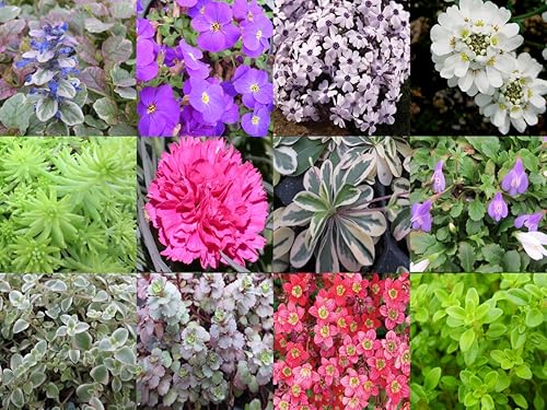 COLLECTION OF 10 ALPINE PLANTS IN 9CM POTS FOR ROCKERY BEDS EXCELLENT ...