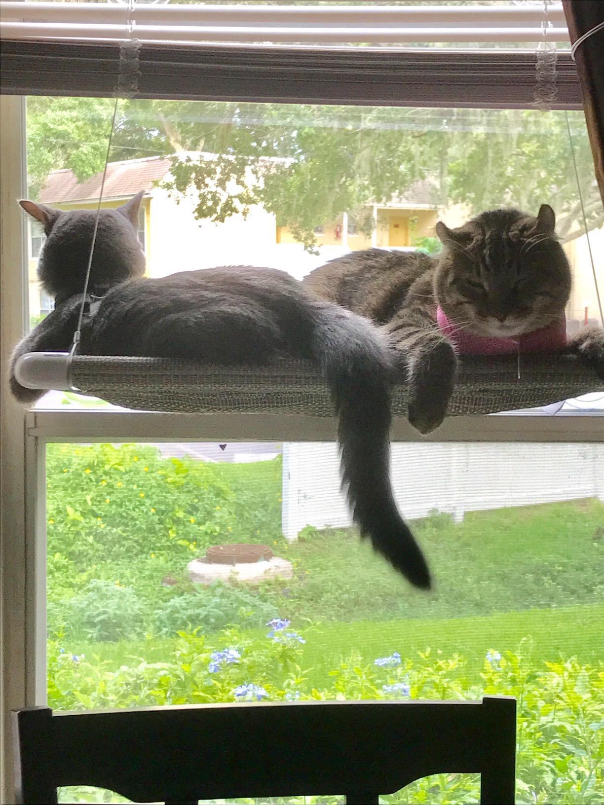 Pictures – Kitty Cot Original™