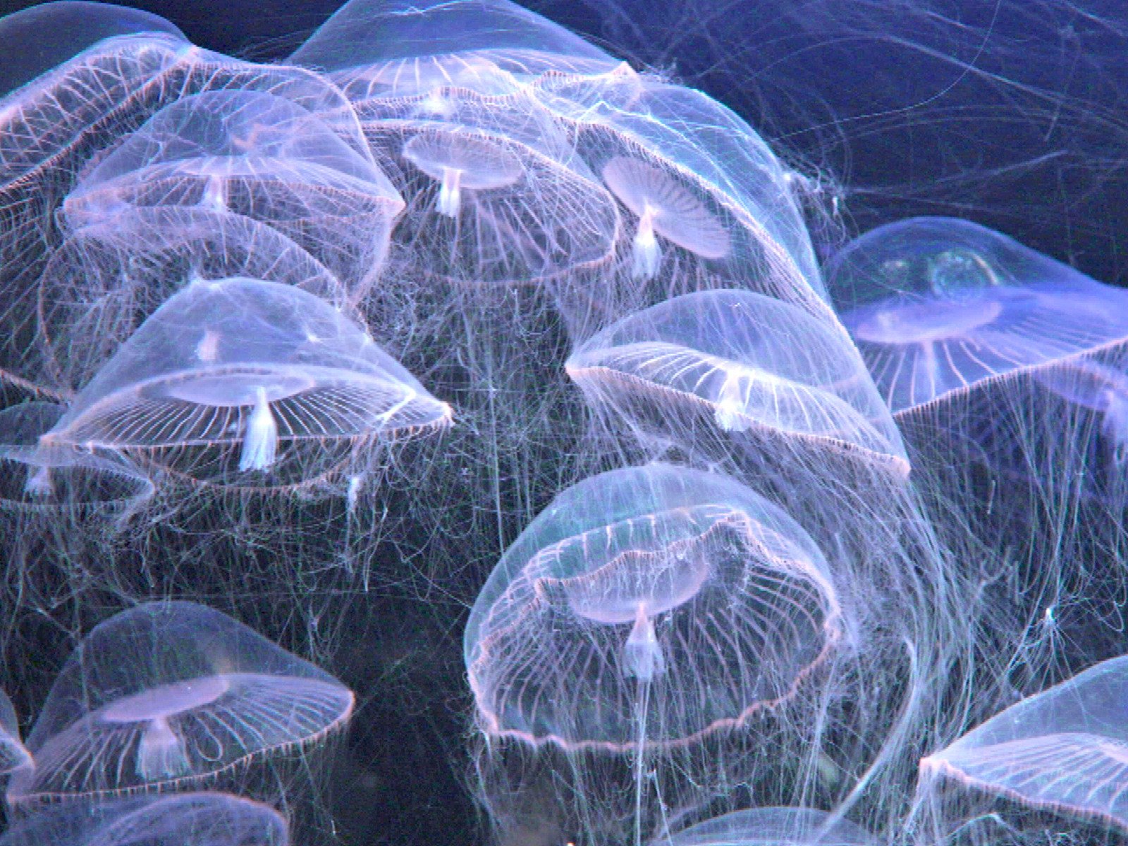 Watch Leaps In Evolution Season 1 | Prime Video