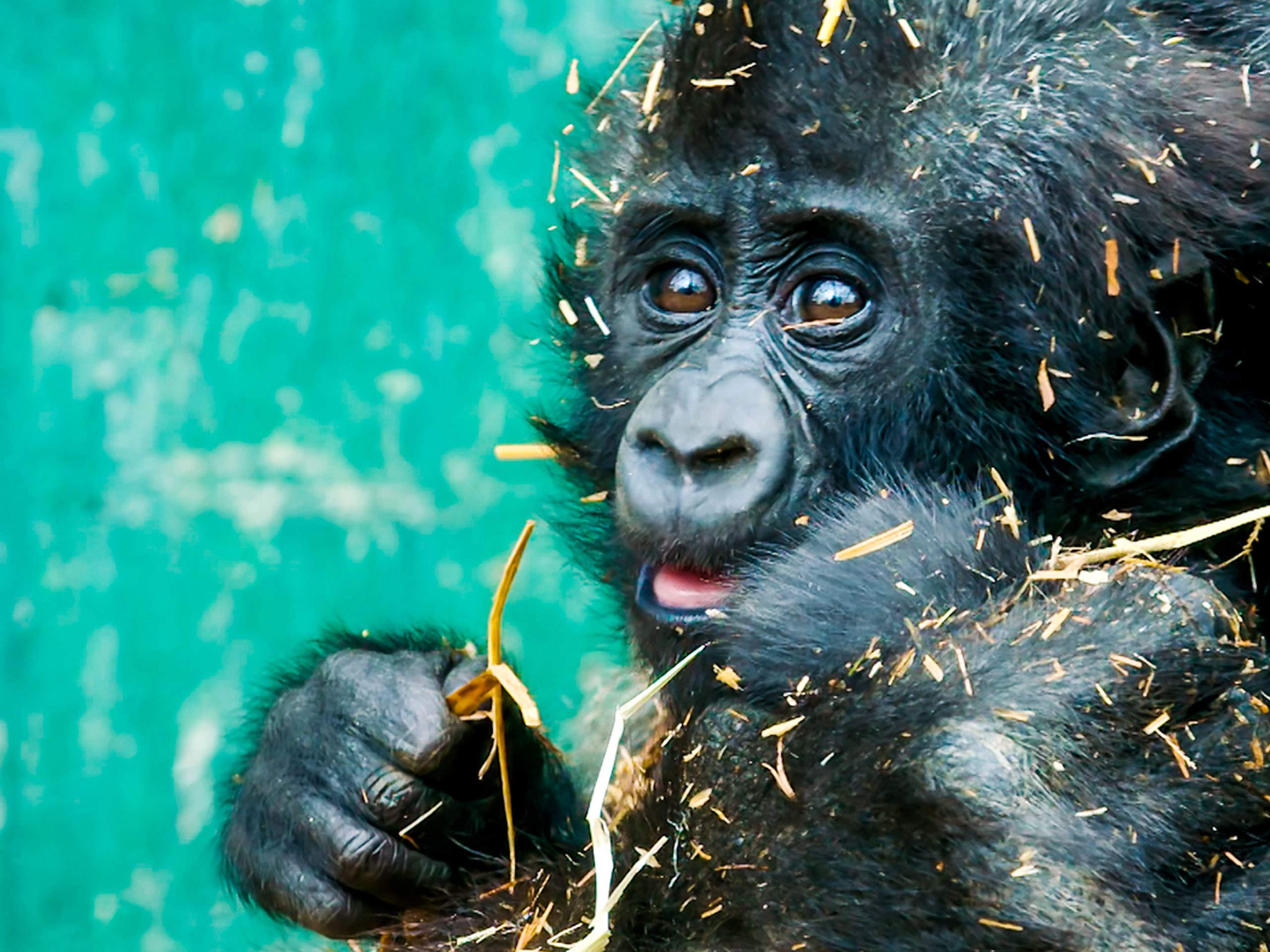 Watch The Wonderful World of Baby Animals season 1 | Prime Video