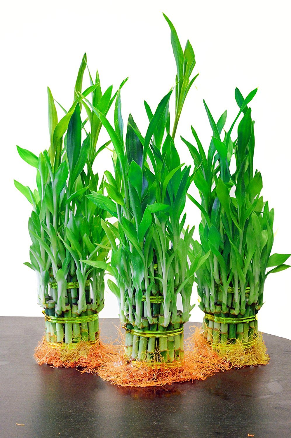 Amazon.com : 60 Stalks of Straight Lucky Bamboo (4" X20+6"x20+8"x20 ...