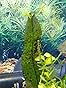 Amazon.com: Aquatic Arts Java Fern - 2 Bunches – Live Aquarium Plant 3 ...