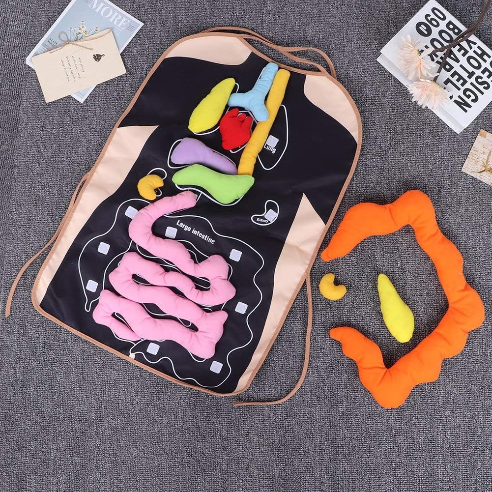 Hztyyier 3D Organ Apron Plush Apron Anatomy Children Physiological ...