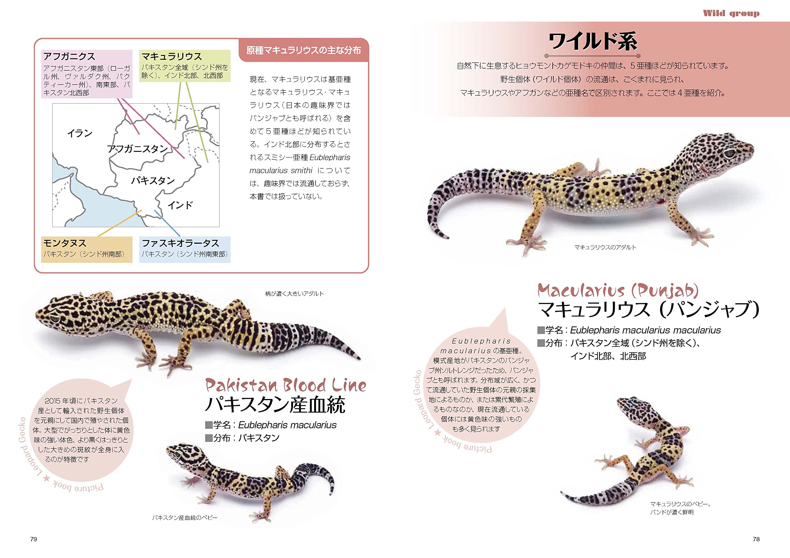レオパ Leopard Gecko Morphs Ron Tremper 本