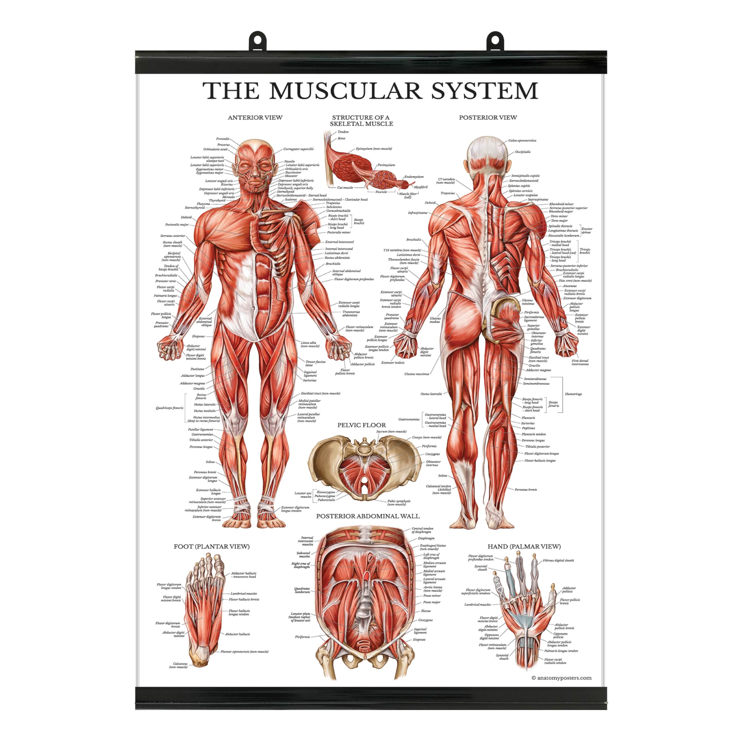 Mua Palace Learning Muscular System Anatomical Poster - LAMINATED WITH ...