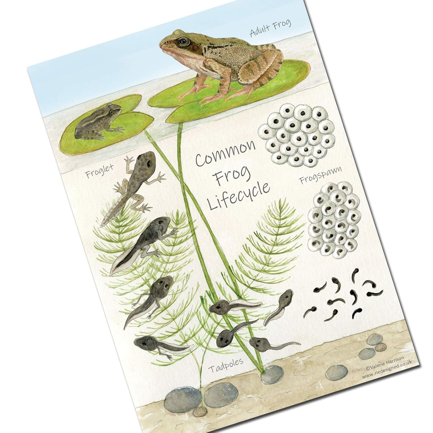A5 Common Frog Lifecycle Identification Postcard Chart - Wildlife ...