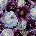 Amazon.com : Outsidepride 25 Seeds Perennial Alcea rosea BlackBerry ...