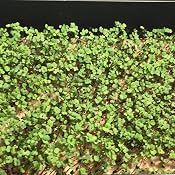 Amazon.com : Biostrate Hydroponic Growing Mats - Pack of 10 - for 10" x ...