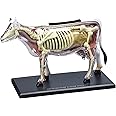 Amazon.com: Tedco 4D Vision Cow Model : Toys & Games