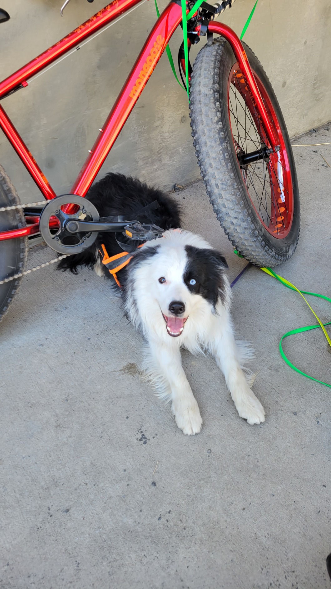 $46/mo - Finance Mongoose Aztec Mens and Womens Fat Tire Bike, 18-Inch ...