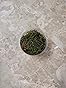 Amazon.com: Java Moss Portion in 4 Oz Cup and Java Moss Mat - Easy Live ...