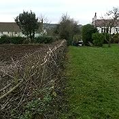 Coppicing and Coppice Crafts: A Comprehensive Guide (Comprehensive ...