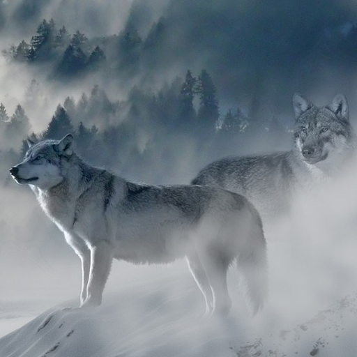 Grey Wolf Sounds & Grey Wolf Calls - Great for Greywolves!:Amazon.com ...
