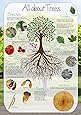 British Trees Laminated Nature Poster - Size A1 (84.1 cm x 59.4 cm ...