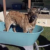 Amazon.com - Shark Rocket PowerHead (AH452)