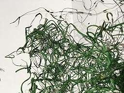 Amazon.com : Super Moss 26912 Spanish Moss Preserved, Grass, 8oz (200 ...