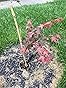 Amazon.com : SHINDESHOJO Japanese Maple - ACER PALMATUM 'SHINDESHOJO ...