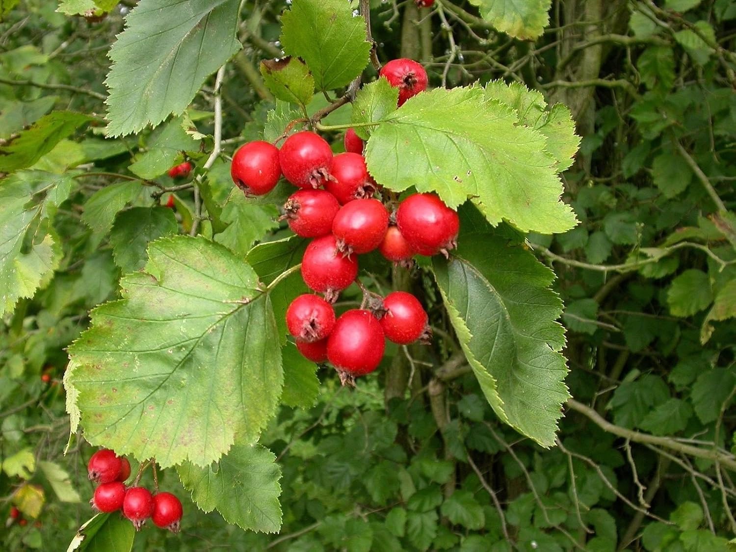 Amazon.com: 10 seeds of Crataegus crus galli COCKSPUR HAWTHORN Tree ...