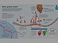 How the Body Works: The Facts Simply Explained (How Things Work): DK ...