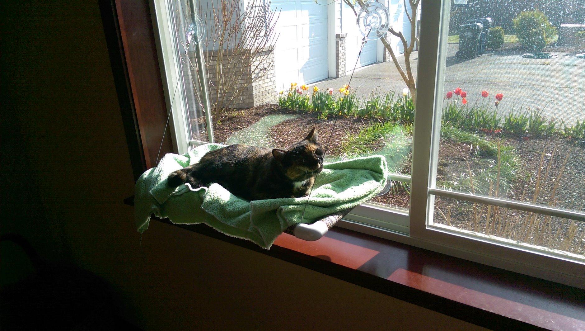 Pictures – Kitty Cot Original™