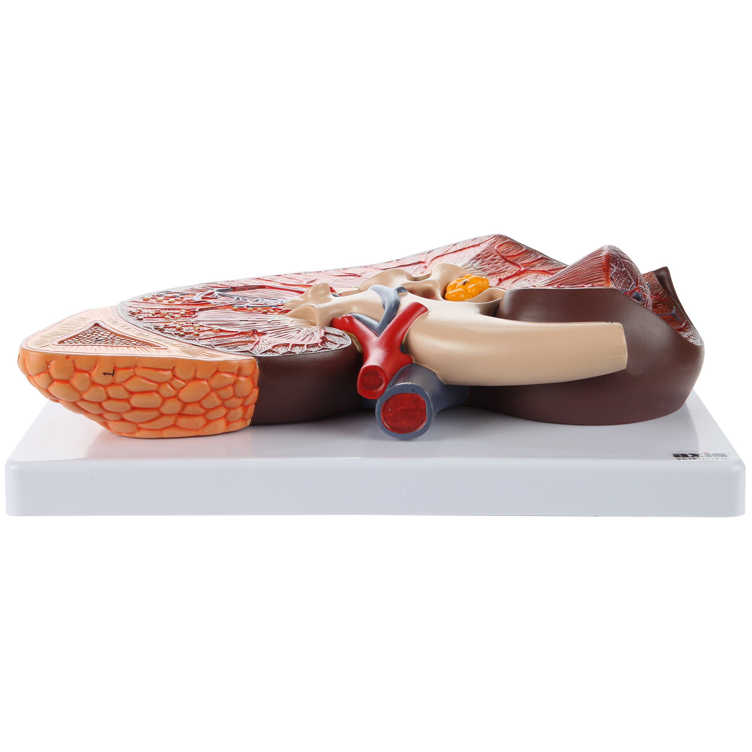 Mua Axis Scientific Human Kidney Model | Anatomical Model is Enlarged ...